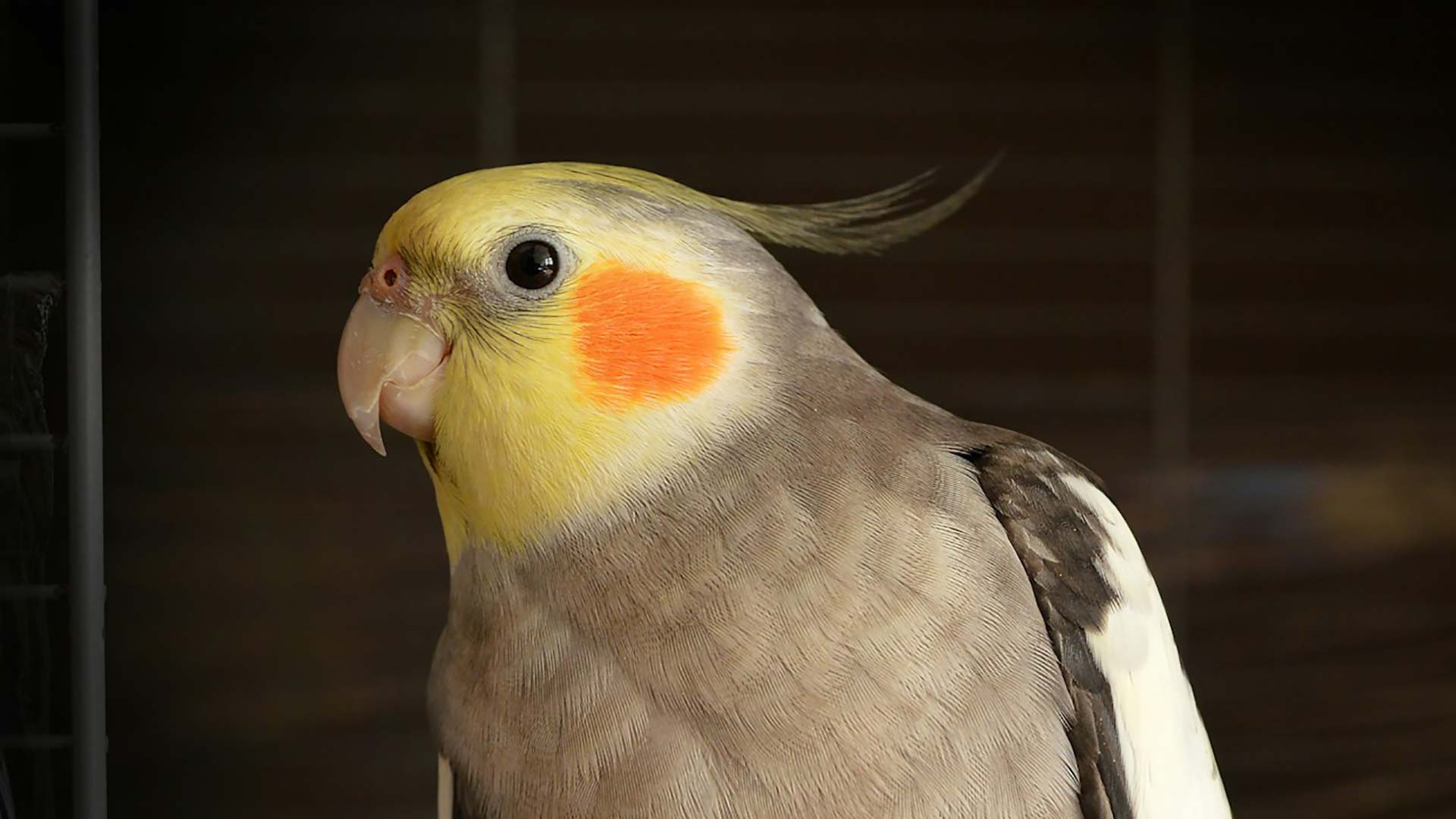 Insurance for transporting live animals by plane